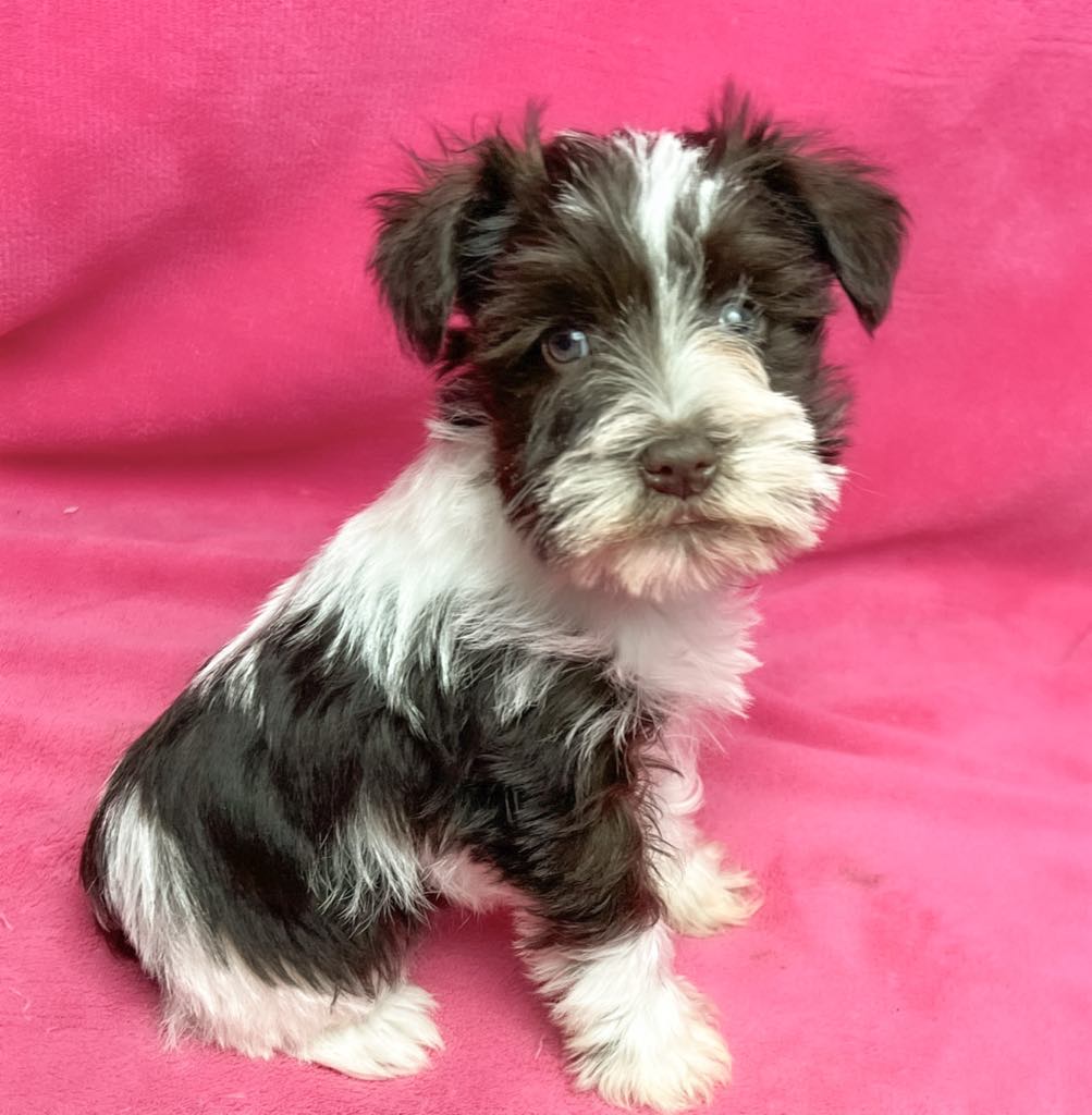 Schnauzer Paradise.com | Schnauzer Puppy Prices