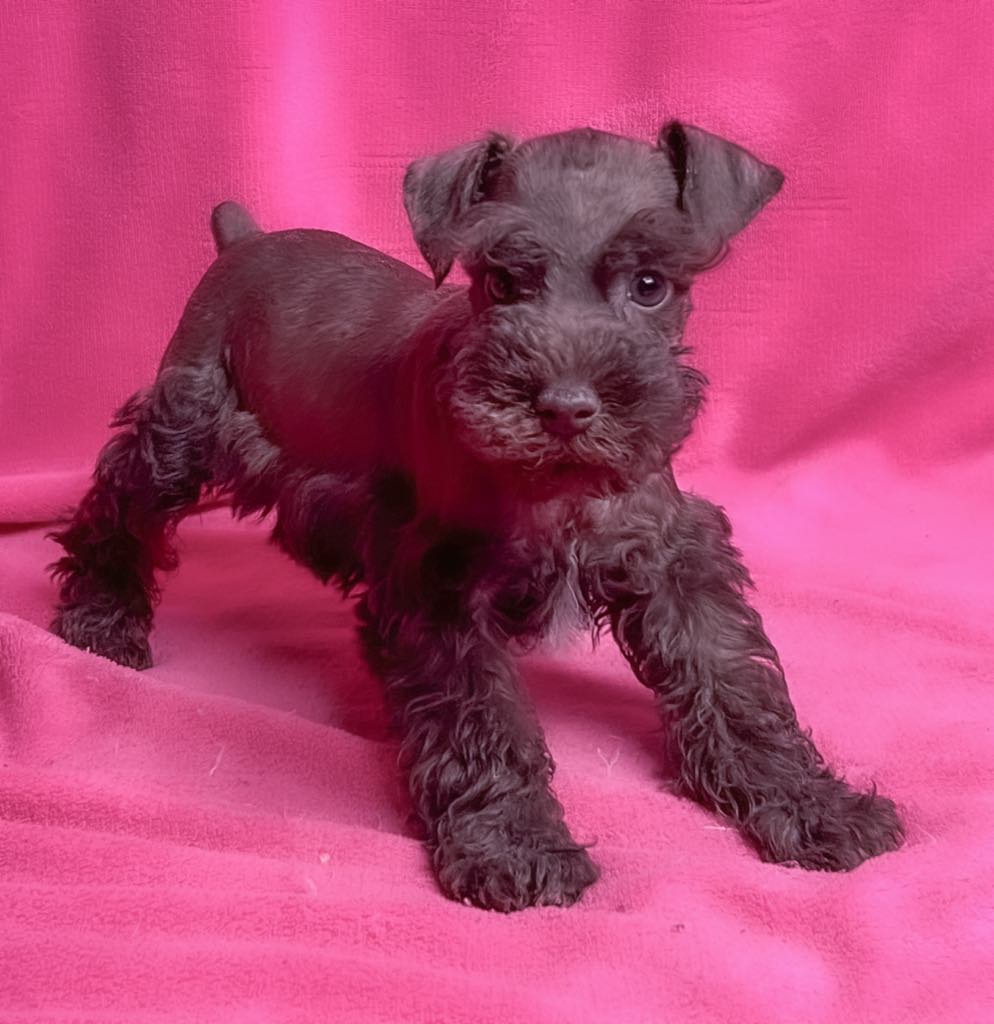 Schnauzer Paradise.com | Schnauzer Puppy Prices