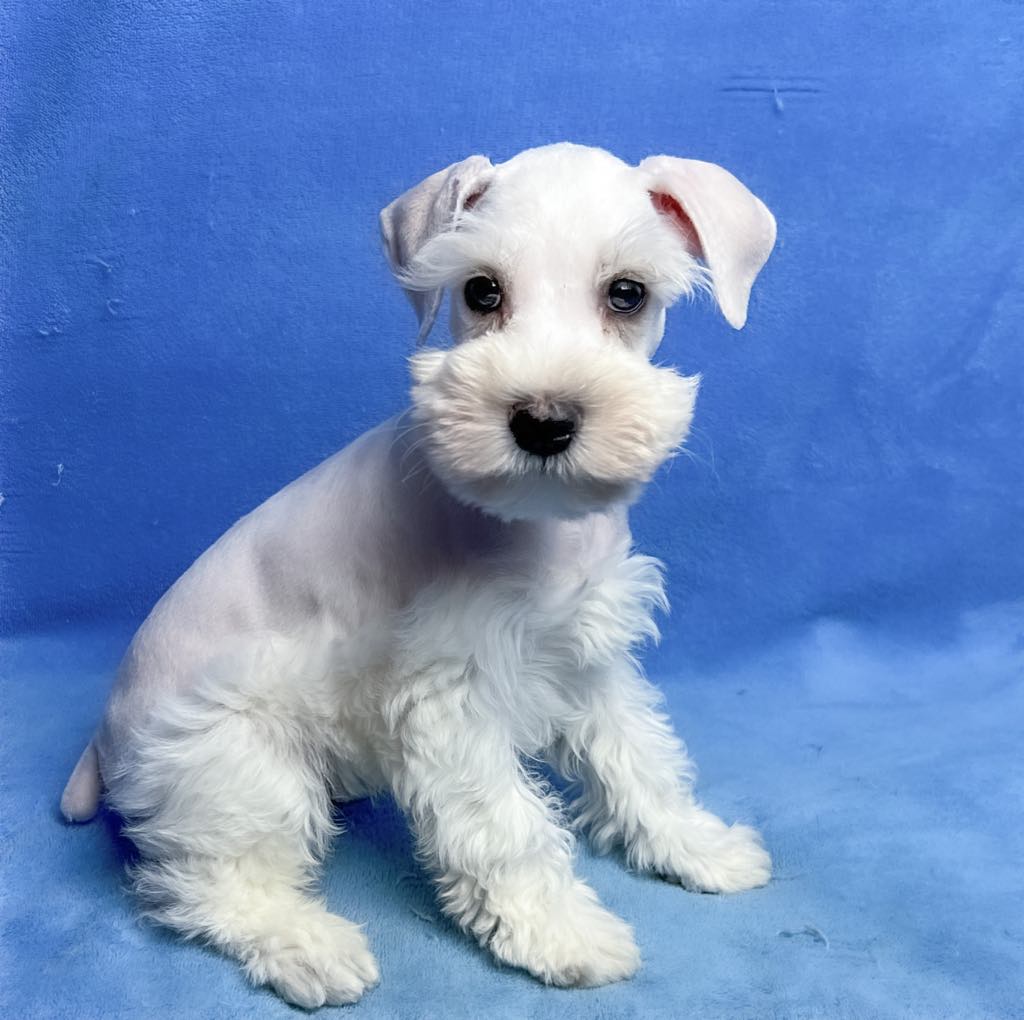 White Standard Schnauzer Puppies