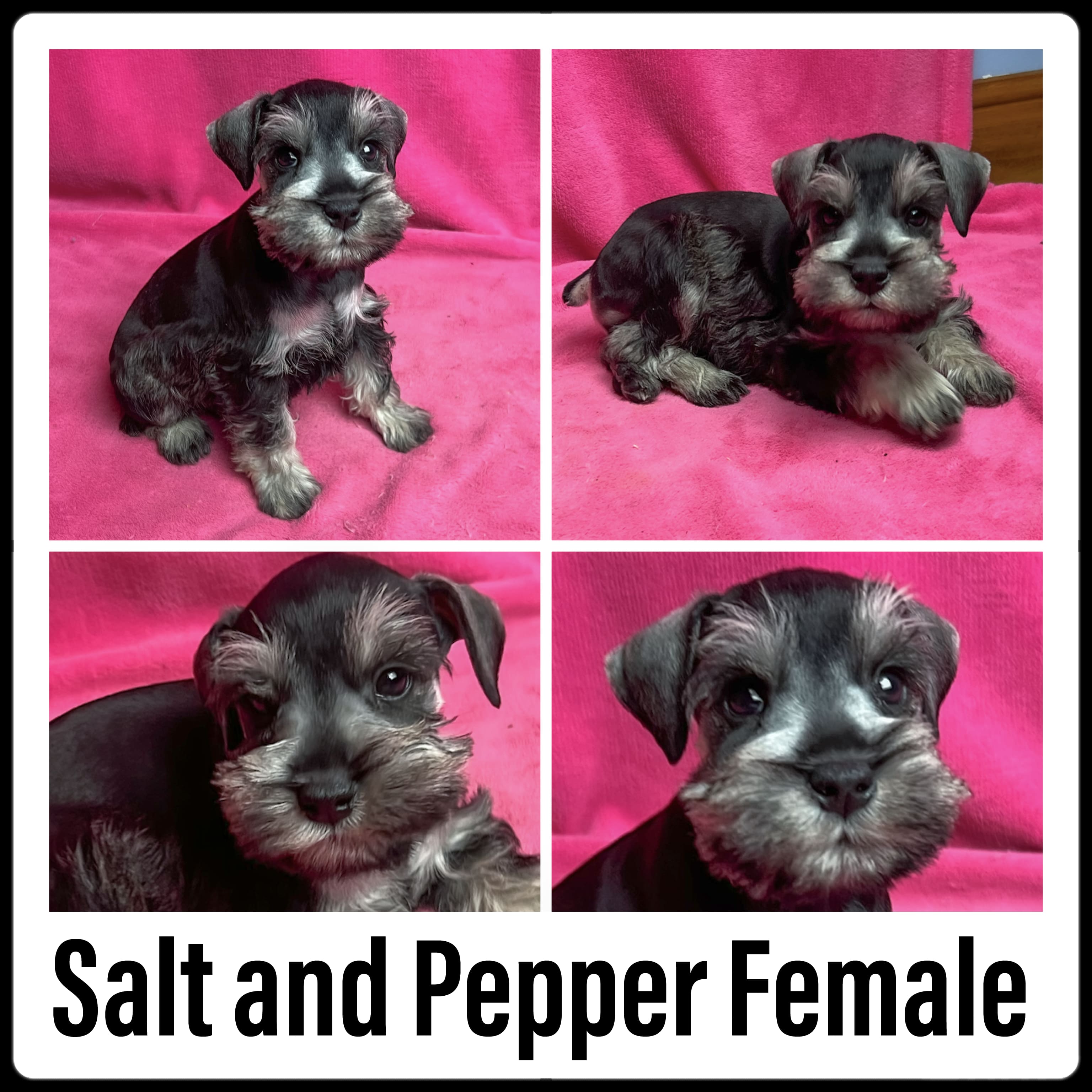 Miniature Schnauzer Puppies | Schnauzer Paradise.com