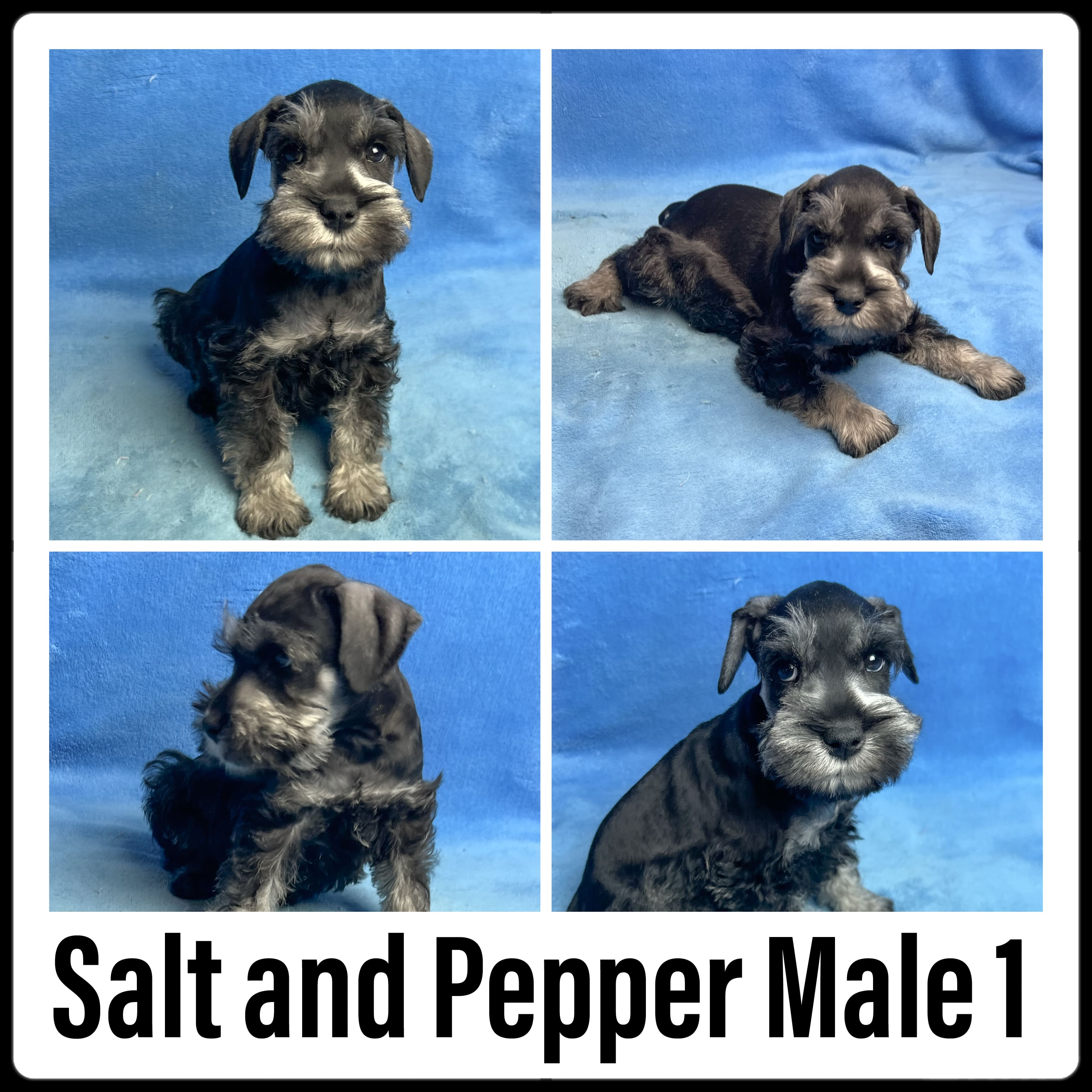 Miniature Schnauzer Puppies | Schnauzer Paradise.com