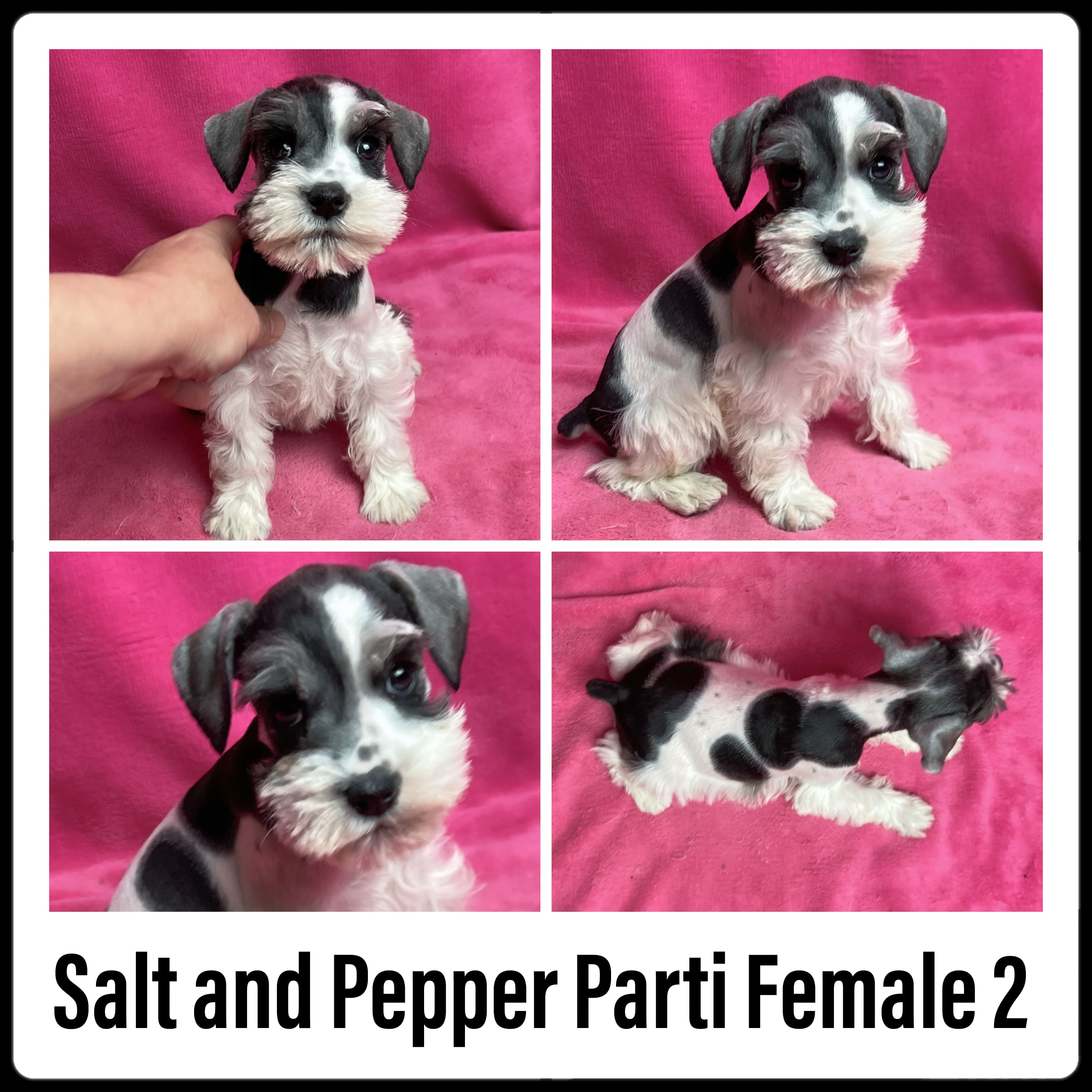 Miniature Schnauzer Puppies | Schnauzer Paradise.com